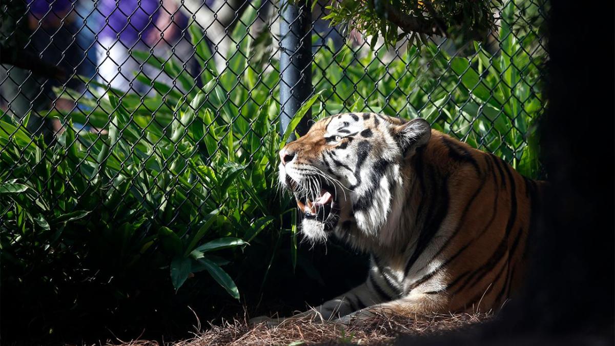 LSU’s tiger mascot diagnosed with cancer - Sports Illustrated
