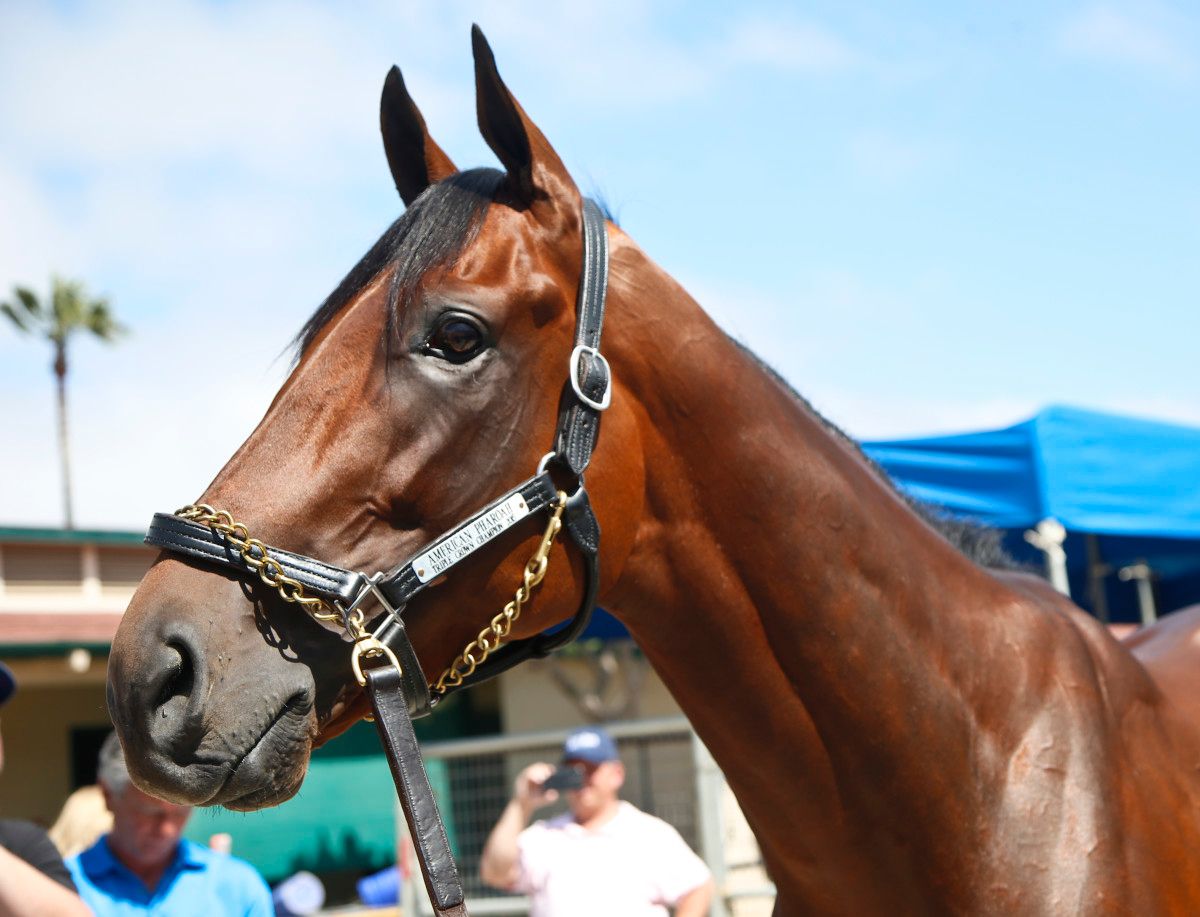American Pharoah has 1st date; breeding career is on - Sports Illustrated