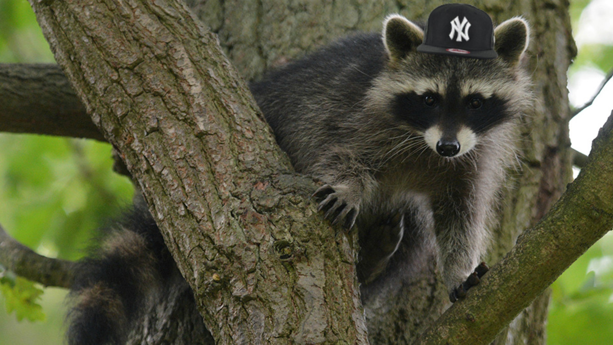 Yankees spring training: Raccoon survives 30-foot fall (video) - Sports ...