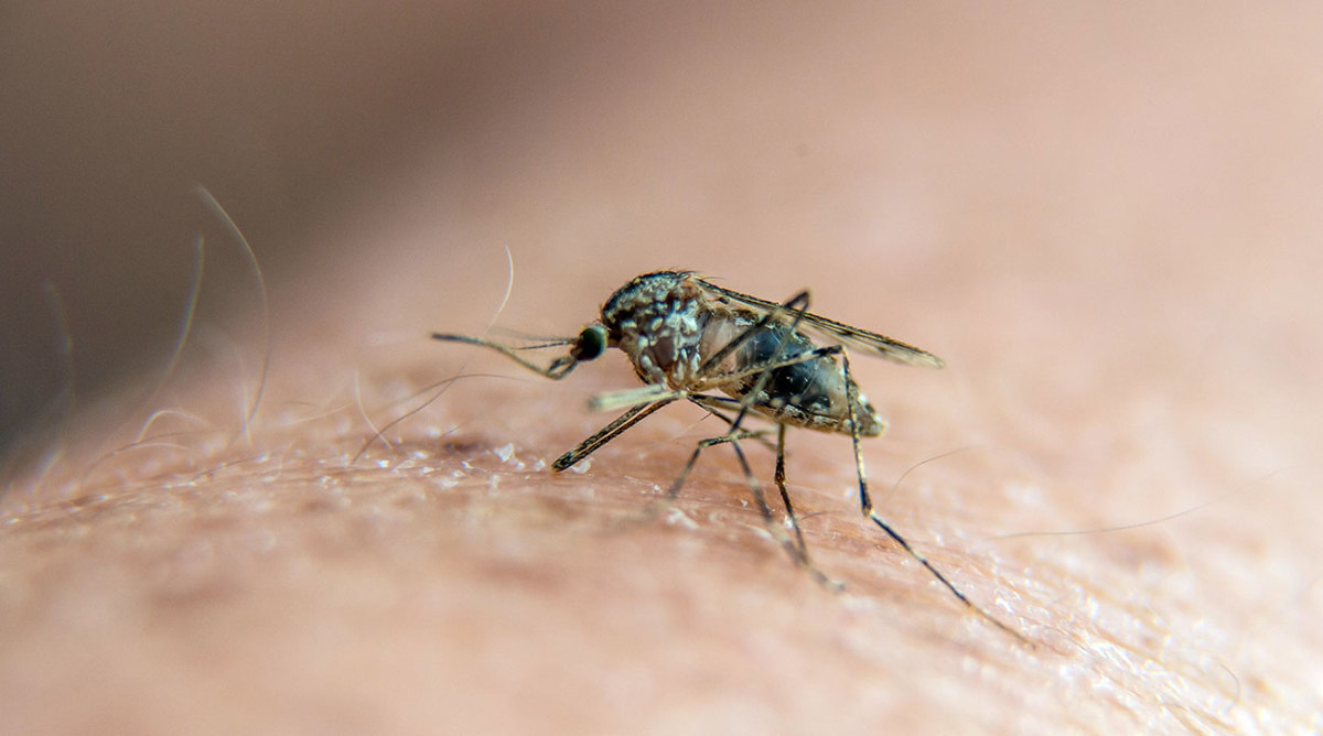 Zika virus at Rio Olympics 2016 - Sports Illustrated