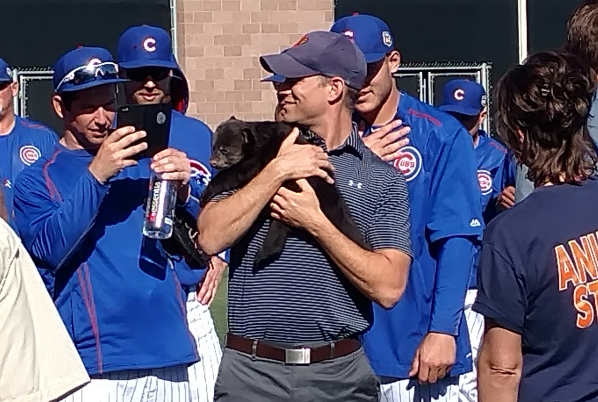 Chicago Cubs visited by bear cubs at spring training - Sports Illustrated