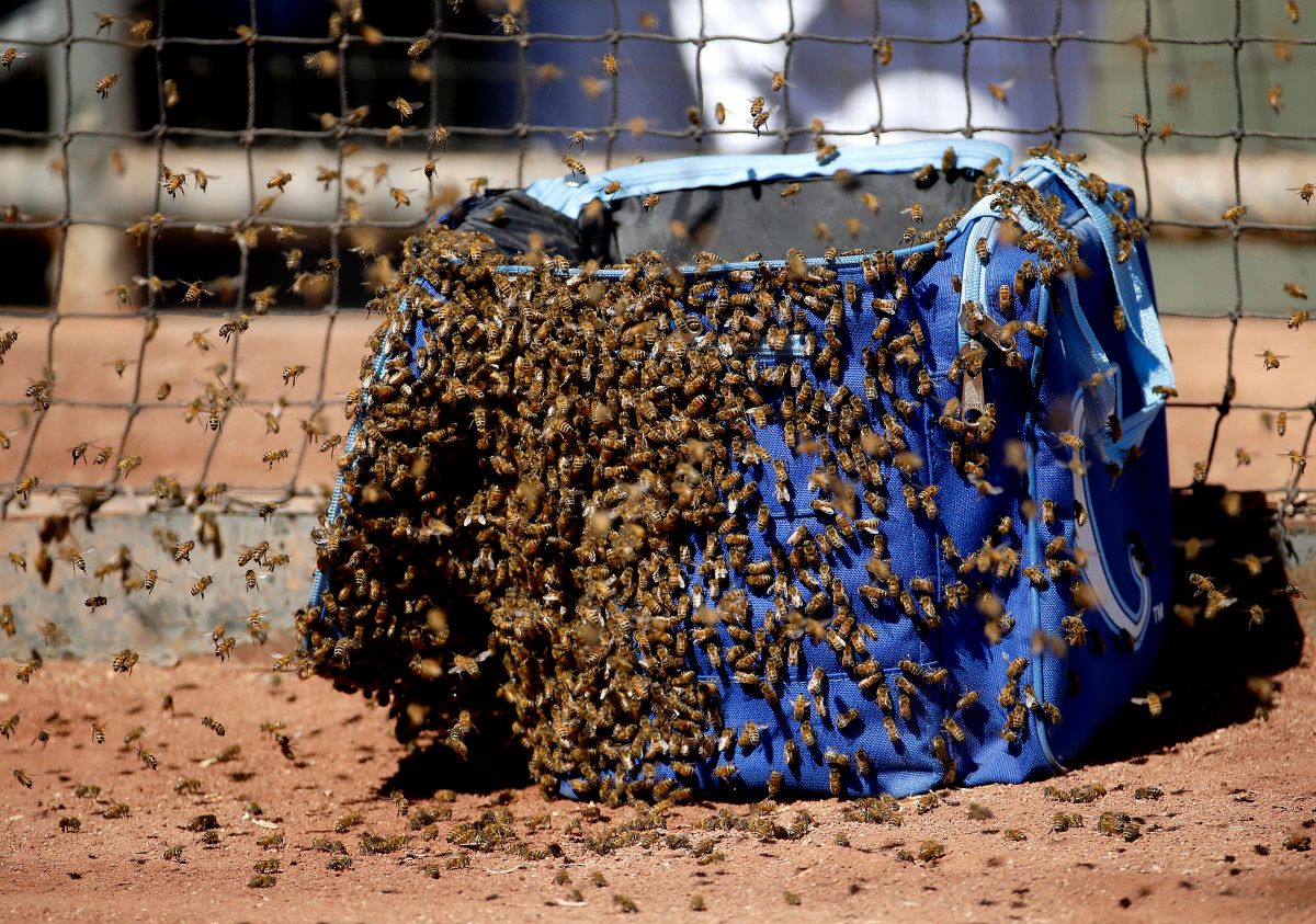 Ballpark buzz: Swarm of bees delays KC's win over Rockies - Sports ...
