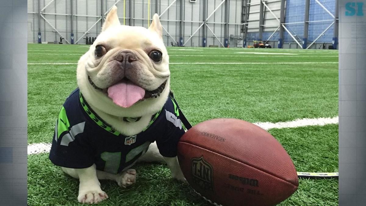 Athletes, teams celebrate National Dog Day - Sports Illustrated