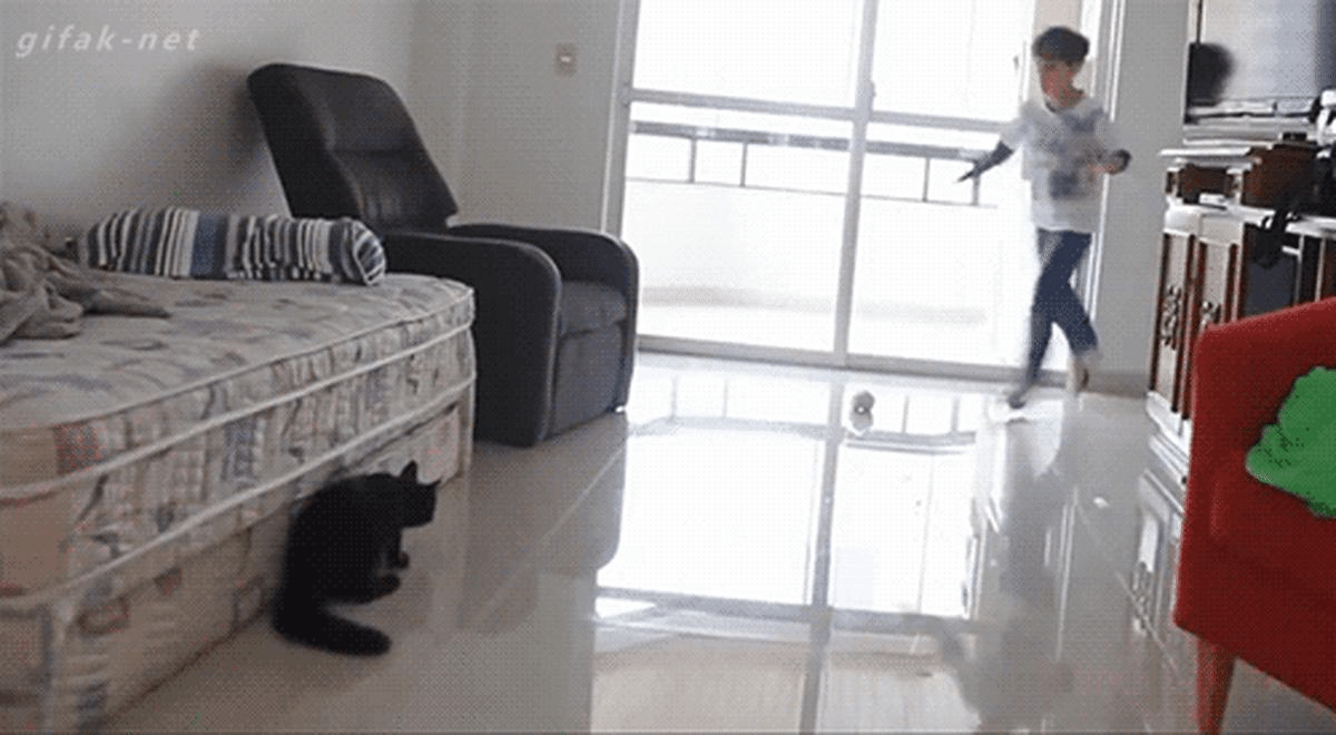 Soccer: Cat goalie makes two incredible saves - Sports Illustrated