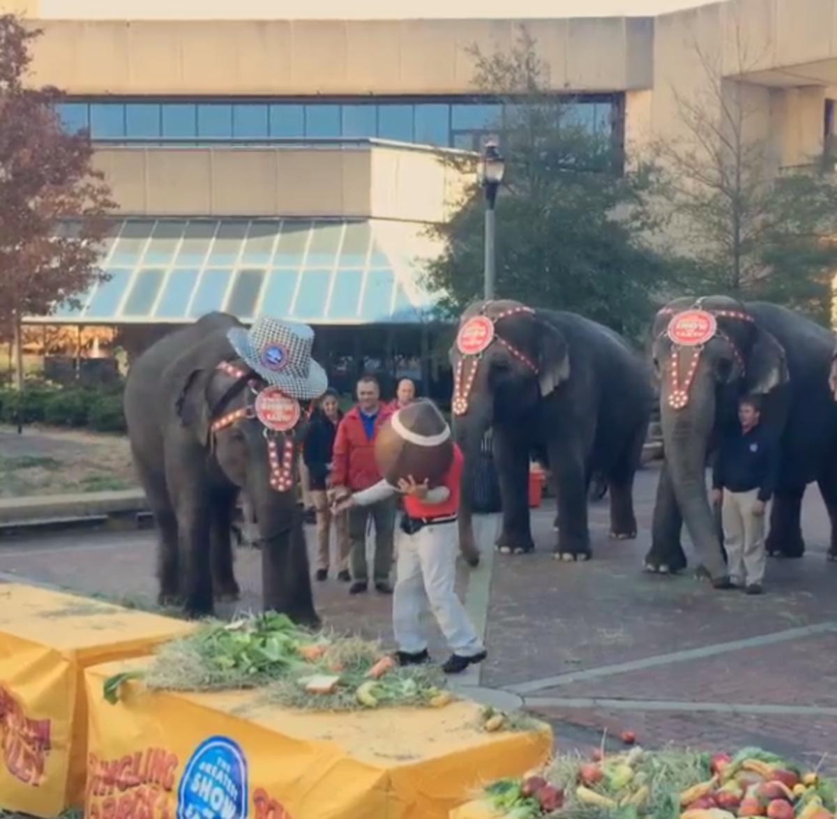 Video: Elephant dressed like Alabama coach Bear Bryant kicks football ...