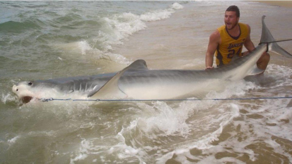 14-foot tiger shark caught on Australian beach - Sports Illustrated