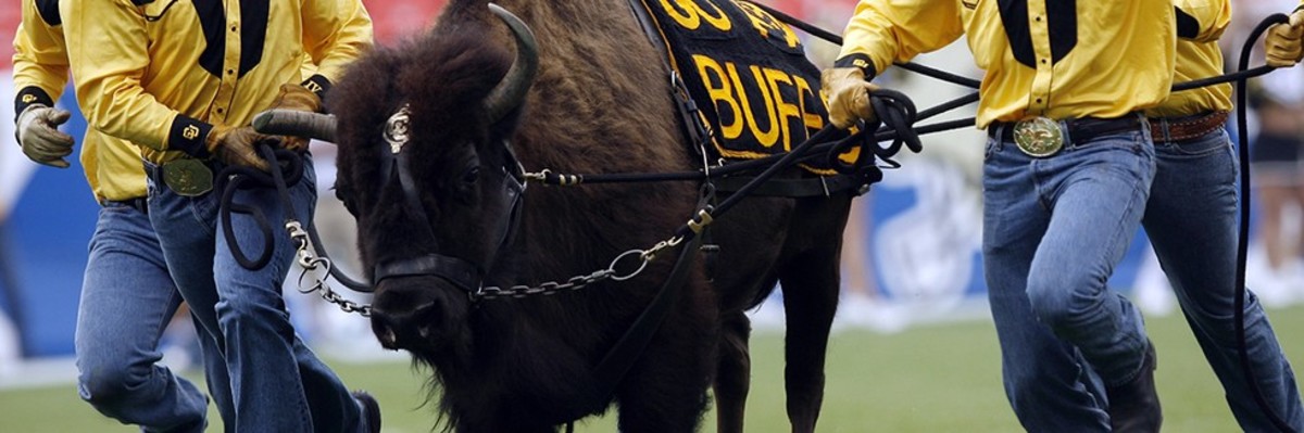 Run with Ralphie: Meet the handlers who run with Colorado's iconic ...