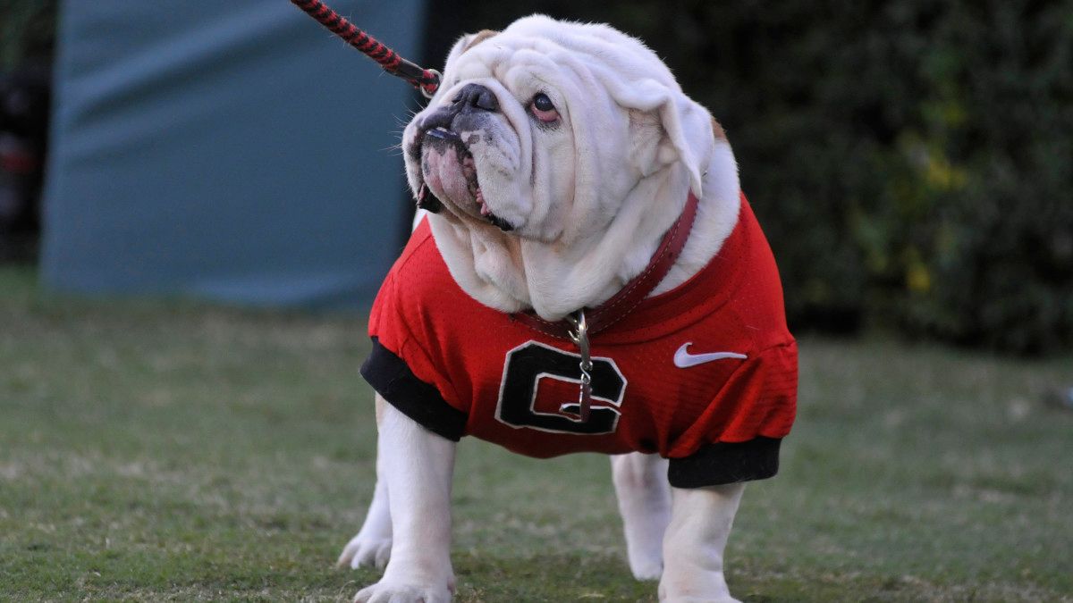 Georgia Bulldogs: Former mascot Uga IX dies at age 11 - Sports Illustrated