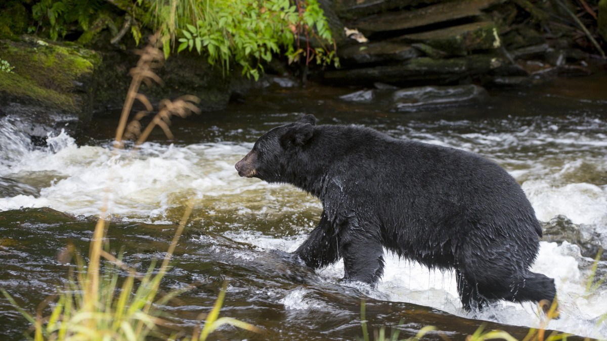 New Jersey bear fight: Video shows black bears in Towaco - Sports ...