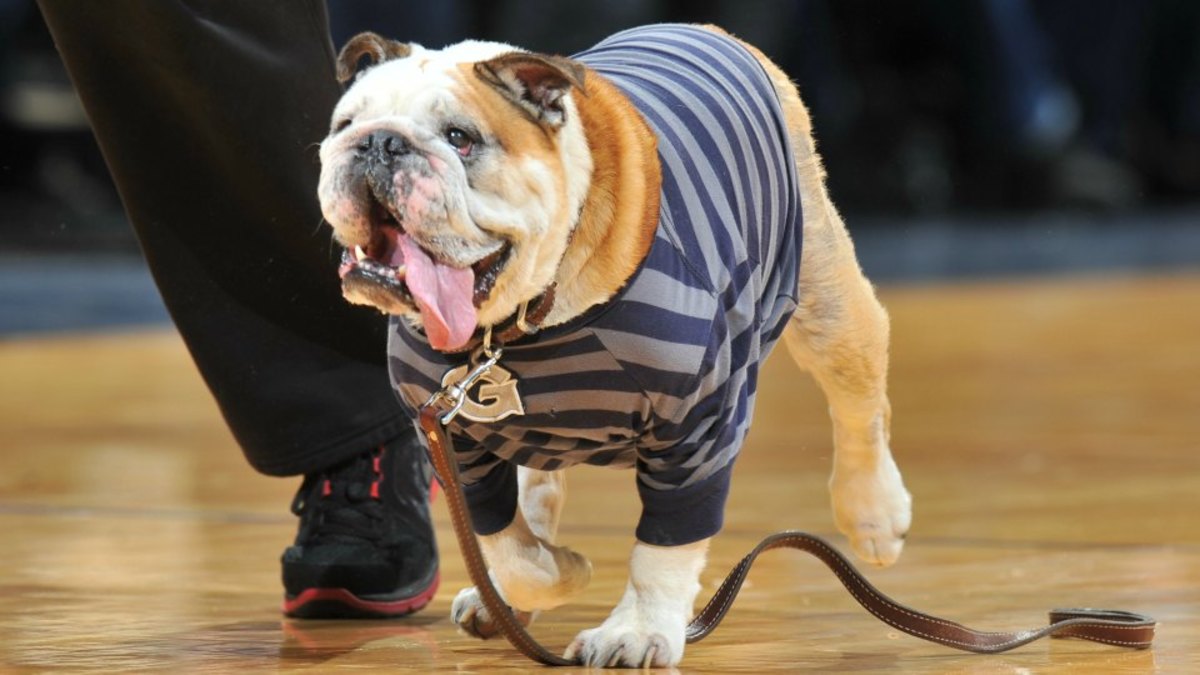 Georgetown University Bulldog