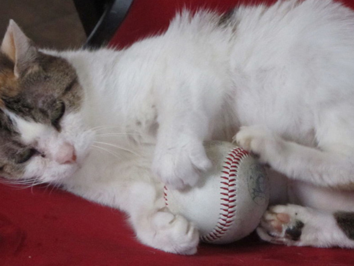 From the makers of the Kitten Bowl comes: The 2015 Kitten MLB All-Star ...