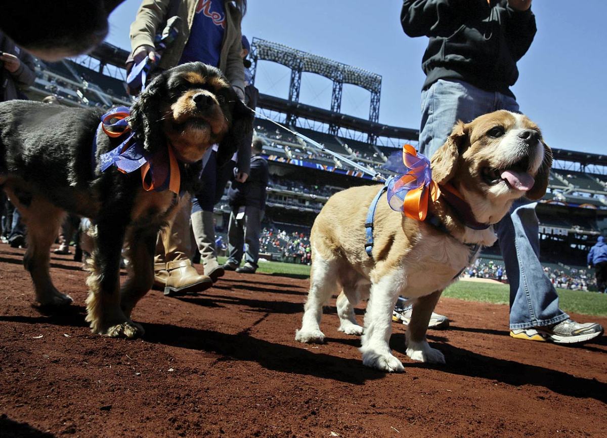 Ballpark Dogs - Sports Illustrated
