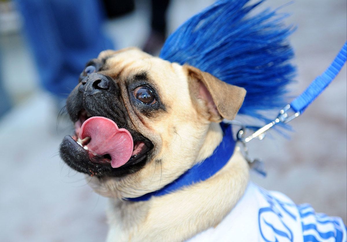 Ballpark Dogs - Sports Illustrated