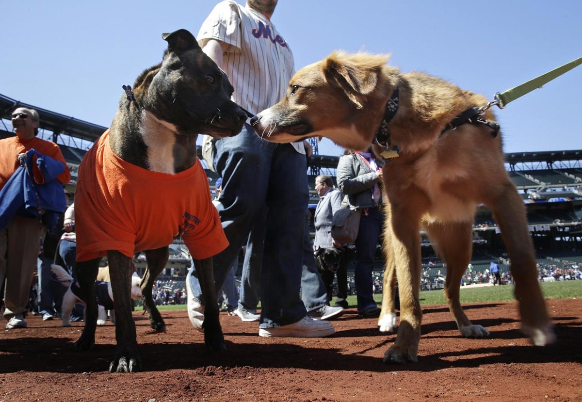 Ballpark Dogs - Sports Illustrated