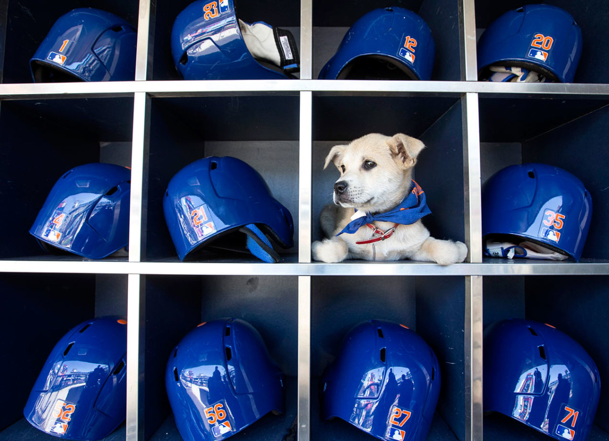 Ballpark Dogs - Sports Illustrated