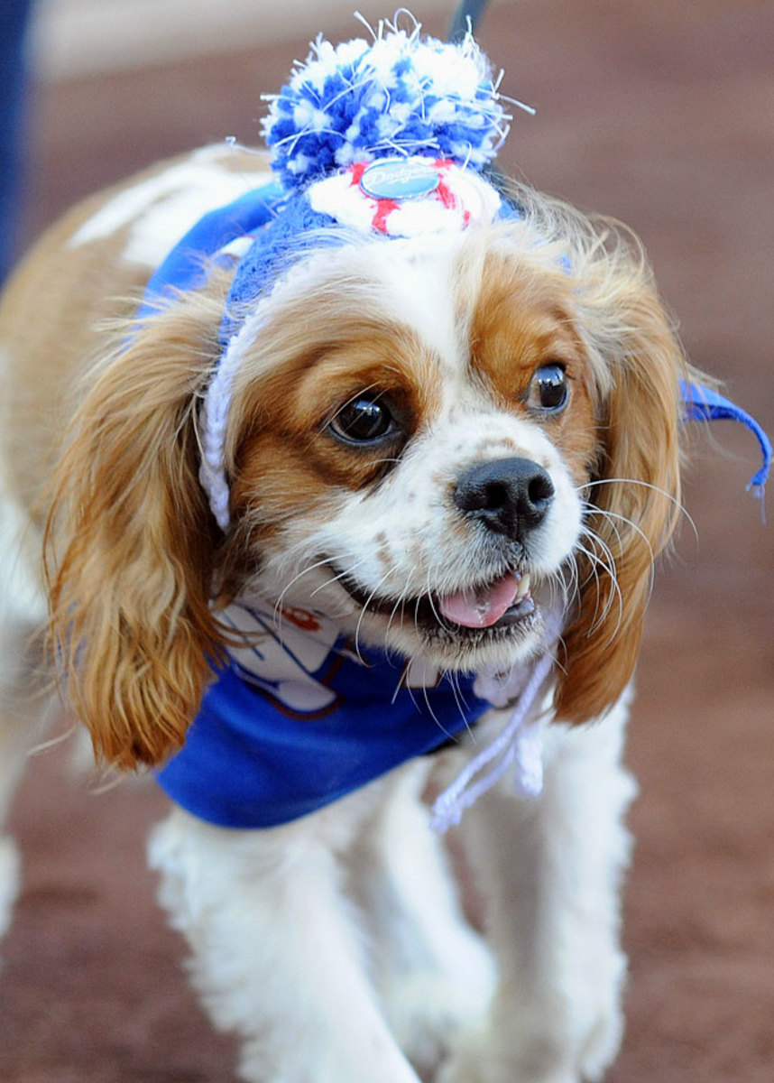 Ballpark Dogs - Sports Illustrated
