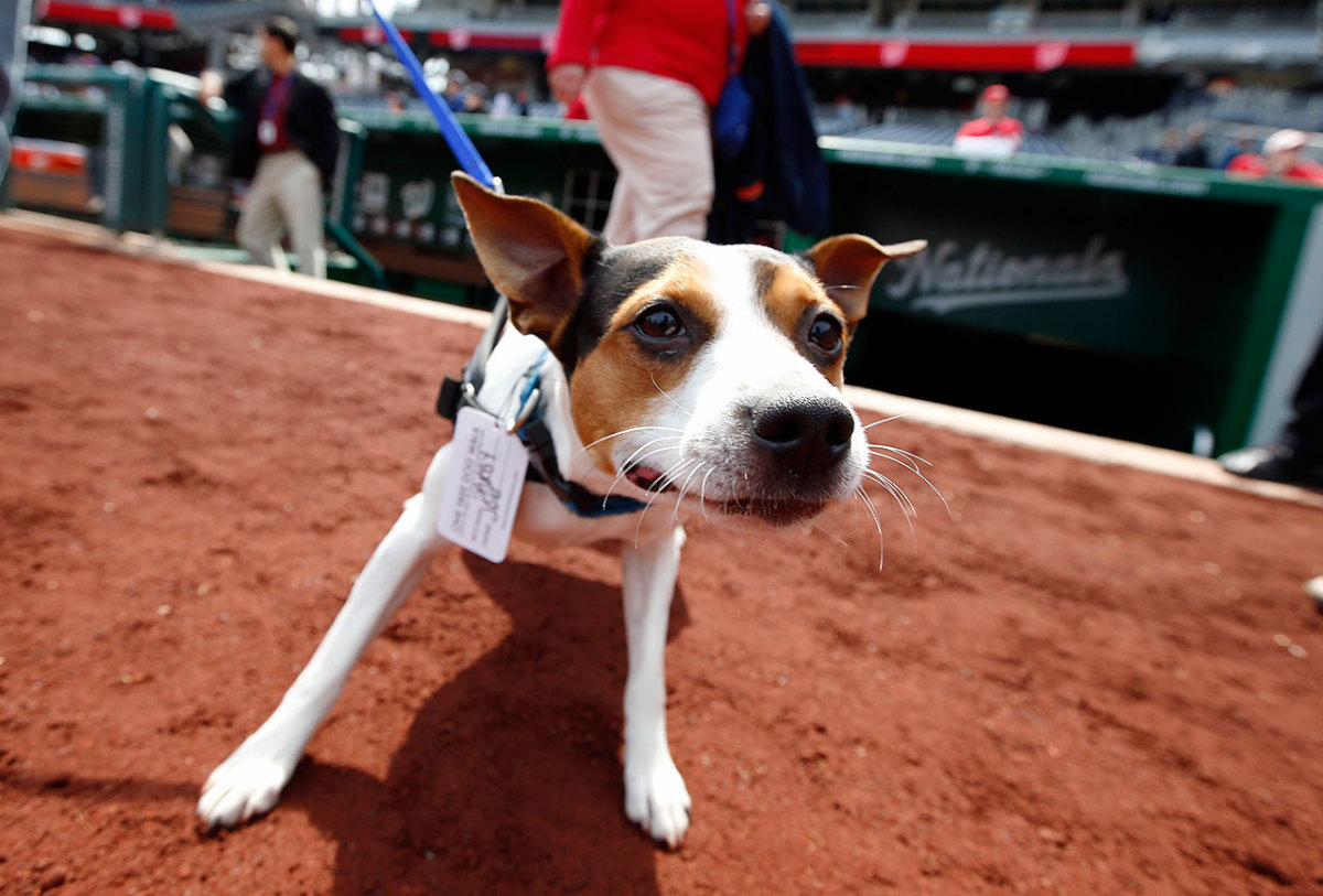 Ballpark Dogs - Sports Illustrated
