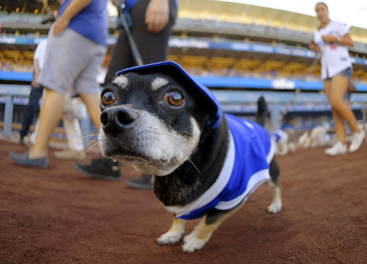 Ballpark Dogs - Sports Illustrated