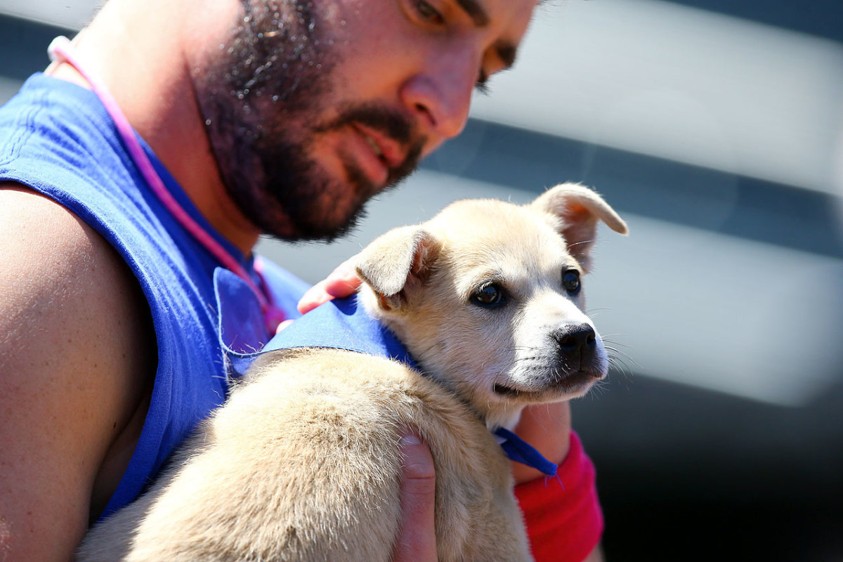 Ballpark Dogs - Sports Illustrated