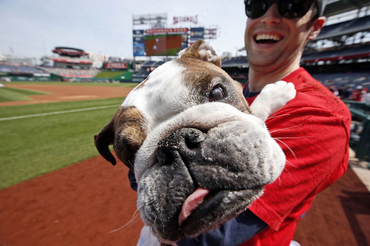 Ballpark Dogs - Sports Illustrated