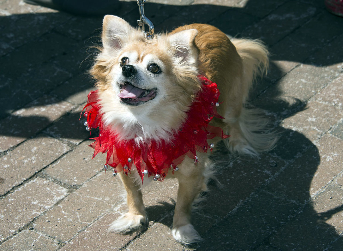 Ballpark Dogs - Sports Illustrated