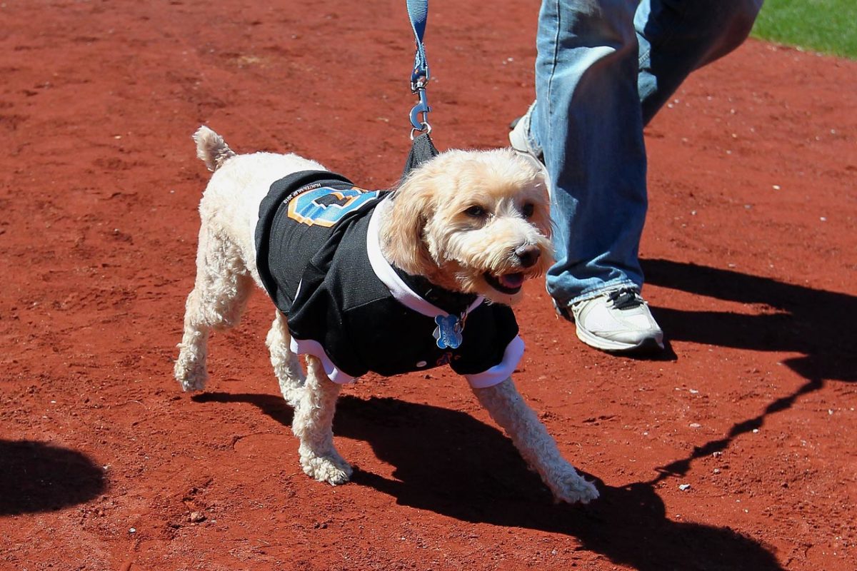 Ballpark Dogs - Sports Illustrated