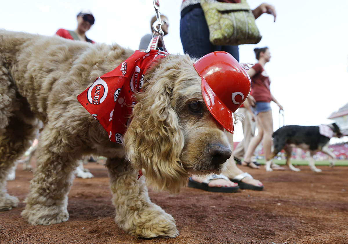 Ballpark Dogs - Sports Illustrated