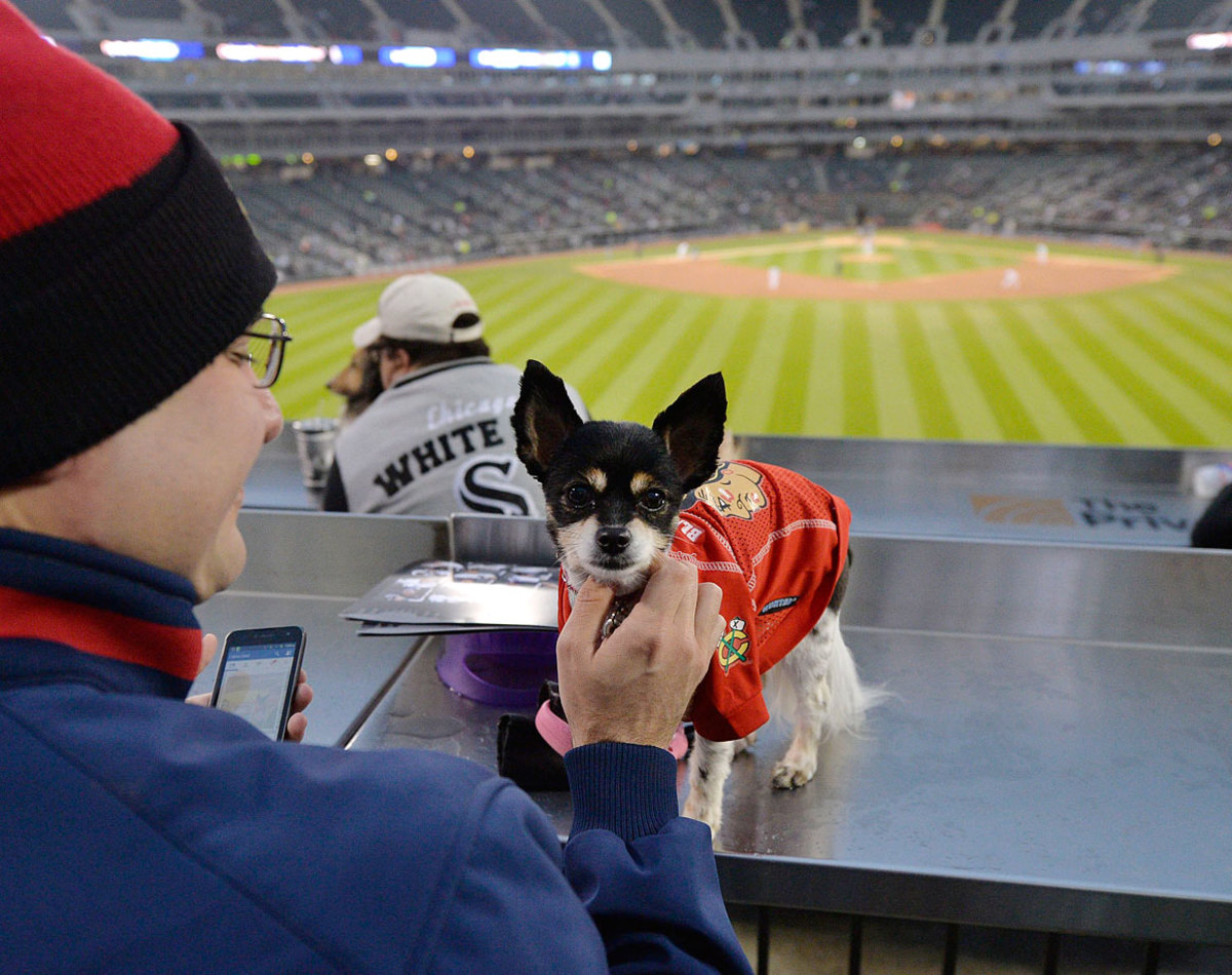 Ballpark Dogs - Sports Illustrated