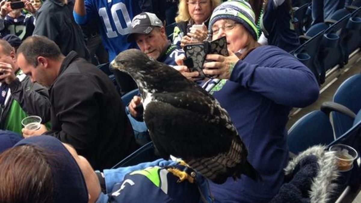 Seahawks mascot flies and lands on fan - Sports Illustrated
