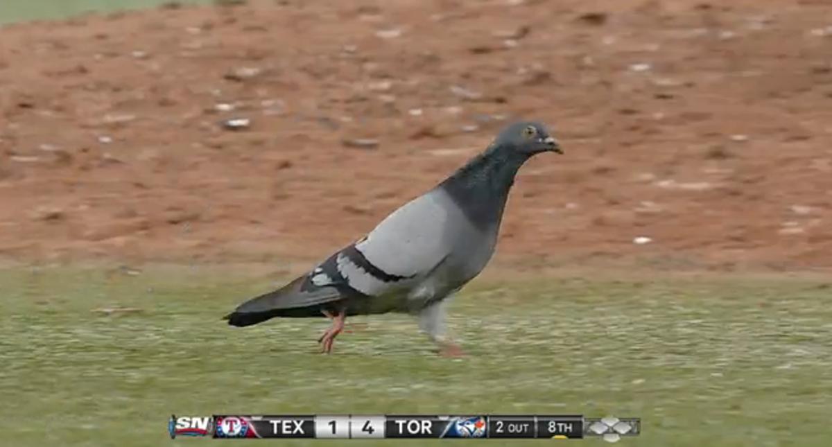 Pigeons at Rangers-Blue Jays game - Sports Illustrated