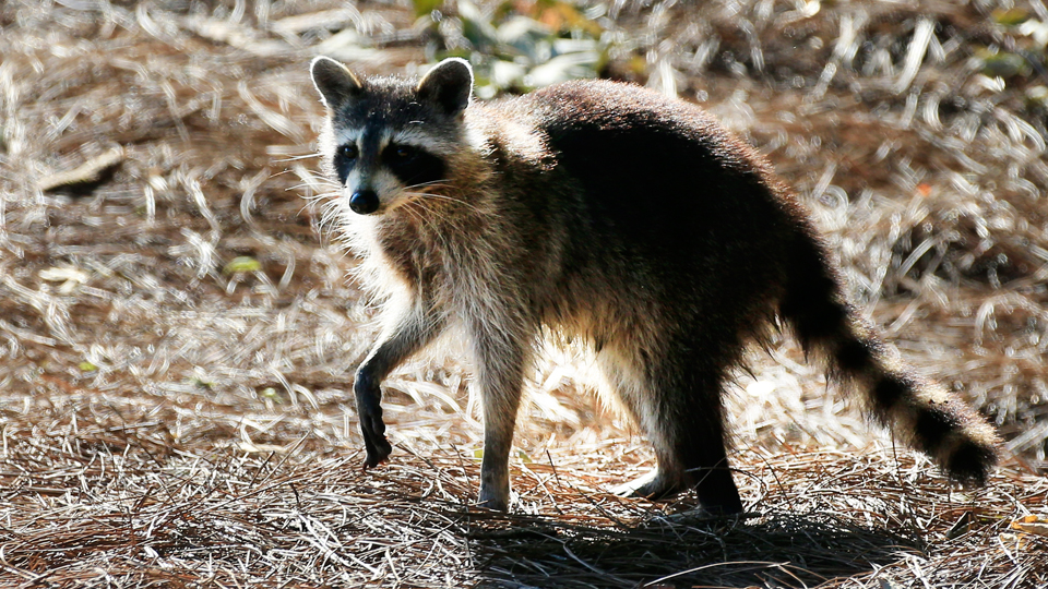 Nebraska football player kills raccoon with wrench after failed selfie ...