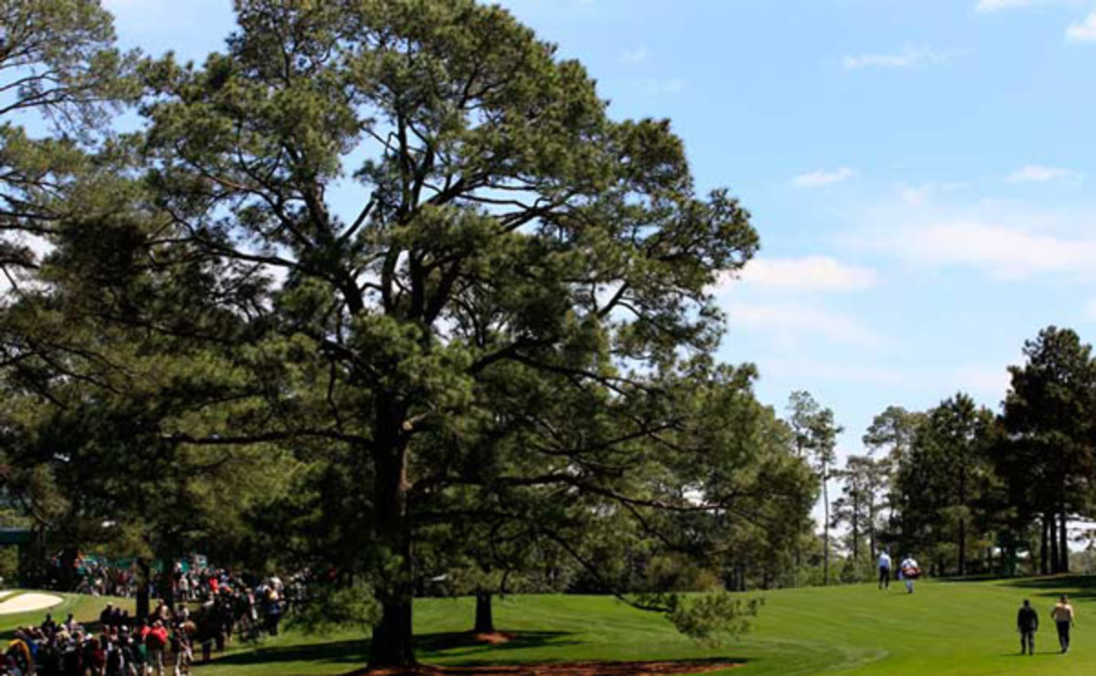 Augusta National's "Eisenhower Tree" Falls Victim to Harsh Winter, Gets ...