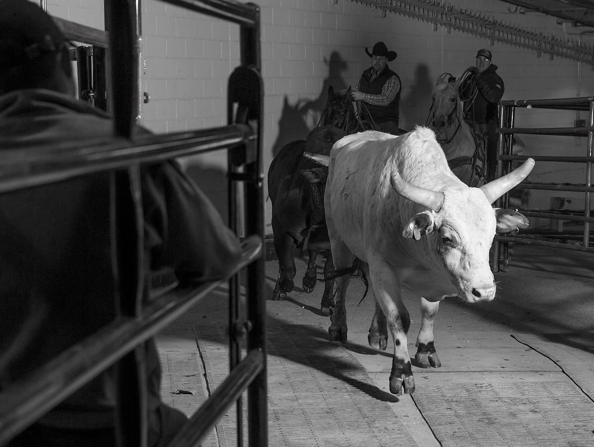 Professional Bull Riders at Madison Square Garden - Sports Illustrated