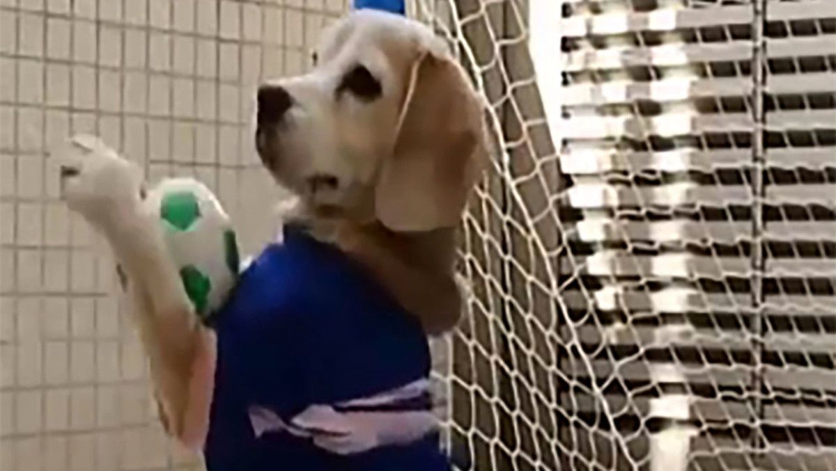 Puppy Goalkeeper will melt World Cup hearts - Sports Illustrated