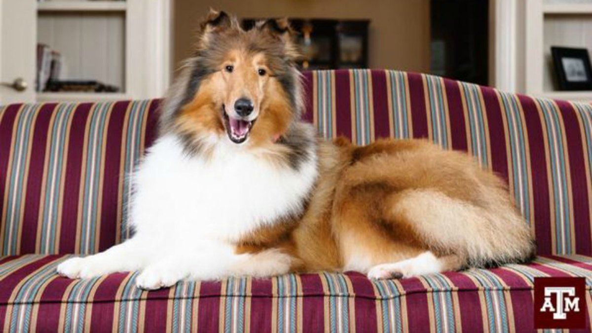 Texas A&M uses 12-person committee to pick new Reveille - Sports ...