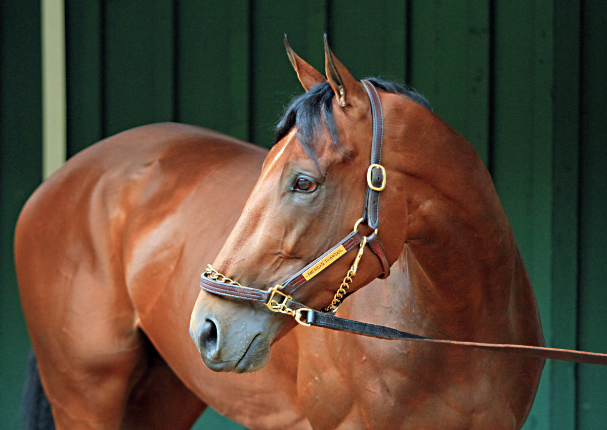 Breeding rights for American Pharoah sold to Coolmore - Sports Illustrated