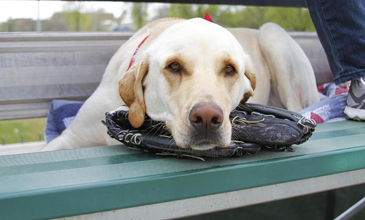Oklahoma Sooners softball hosts event with cute dogs - Sports Illustrated