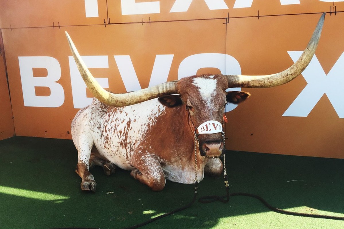 An obituary to Bevo XIV: The Texas Longhorn steer beloved by a fan base ...