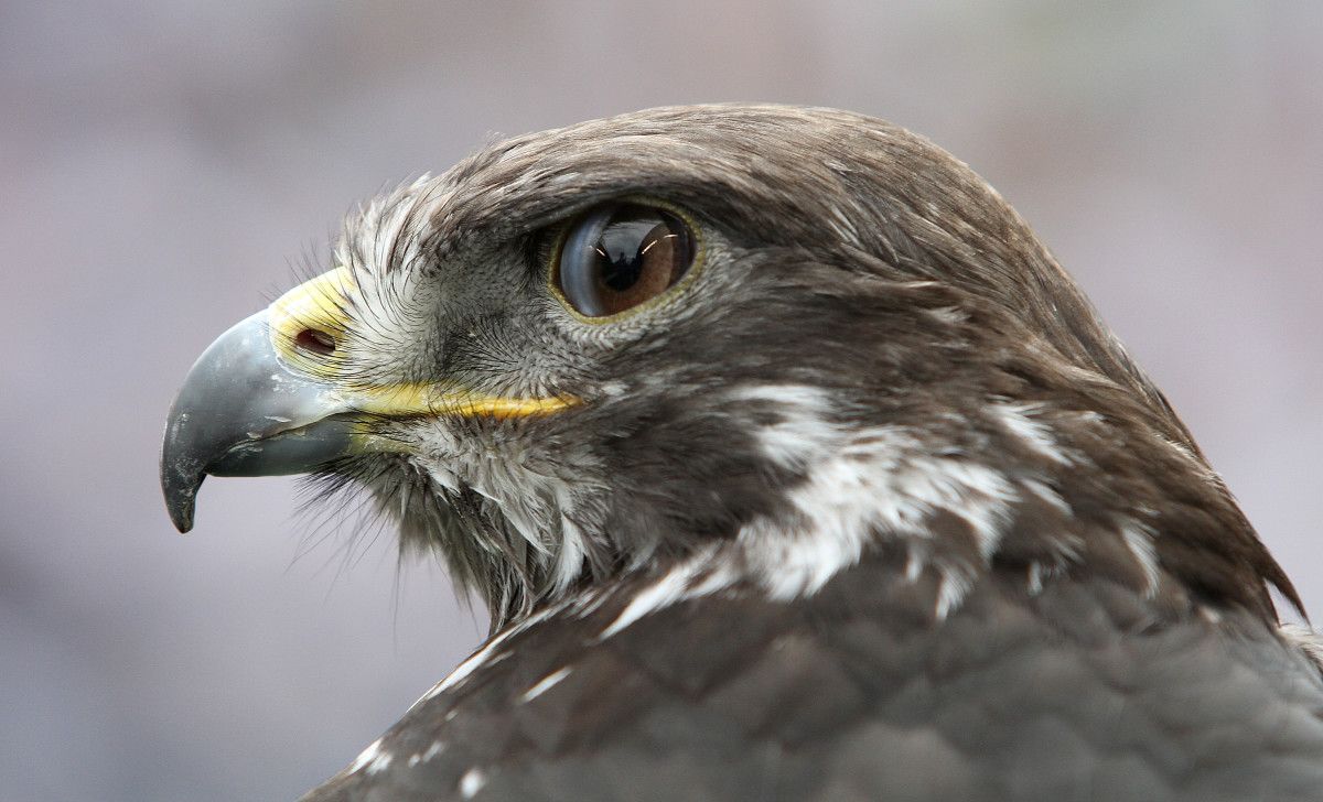 Seattle Seahawks Mascot Bird