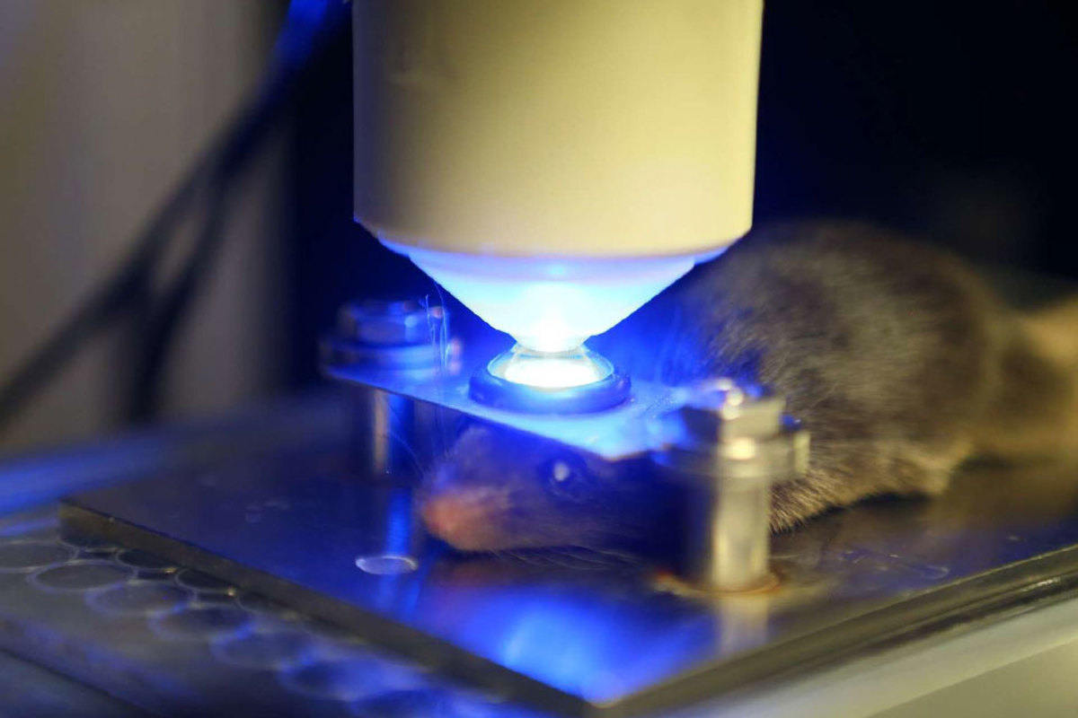 Studies of mouse concussions point to potential brain-trauma treatment ...