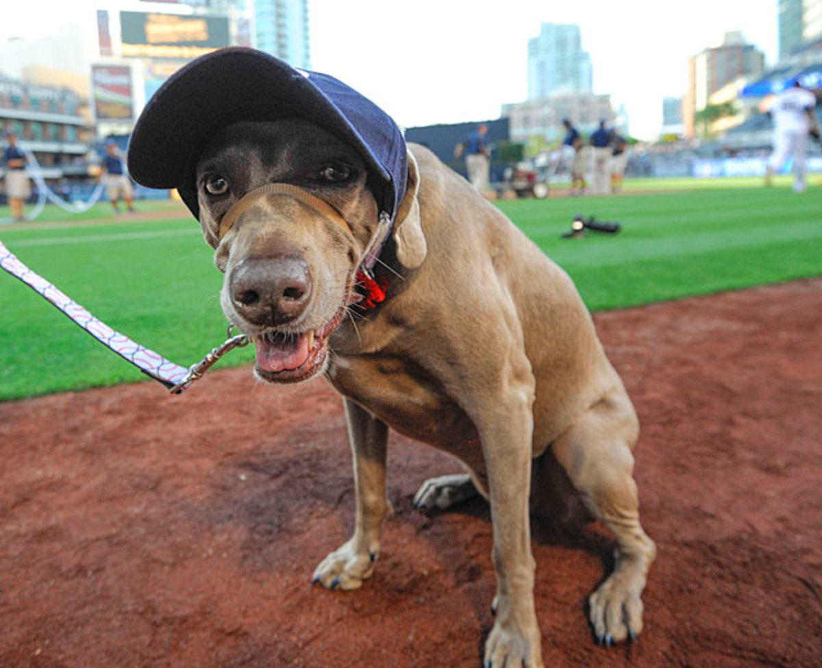 Ballpark Dogs - Sports Illustrated