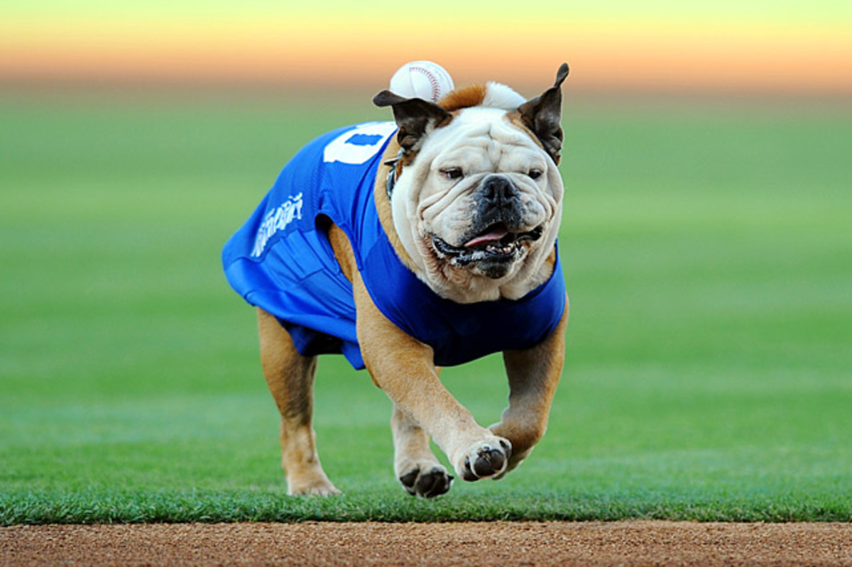 Ballpark Dogs - Sports Illustrated