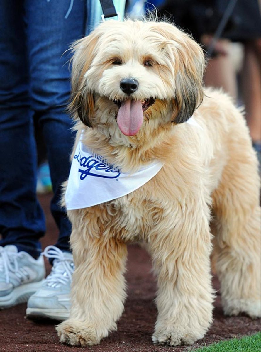 Ballpark Dogs - Sports Illustrated