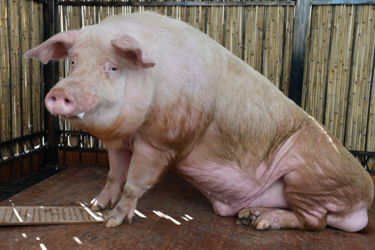 Friday's P.M. Hot Clicks - Sports Illustrated