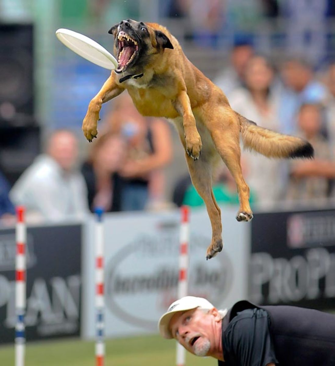 Dogs in Flight - Sports Illustrated