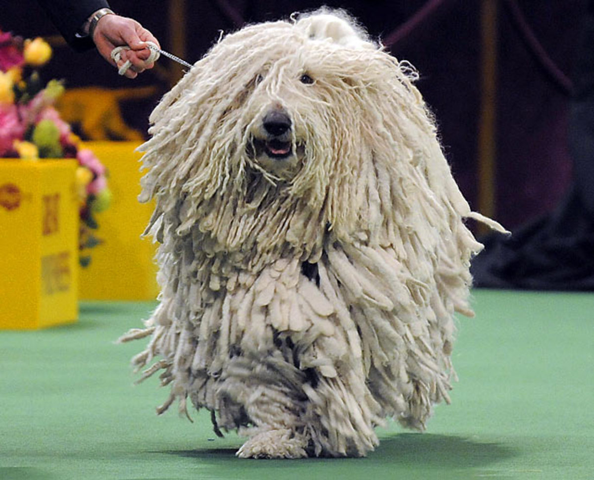 2010 Westminster Dog Show - Sports Illustrated