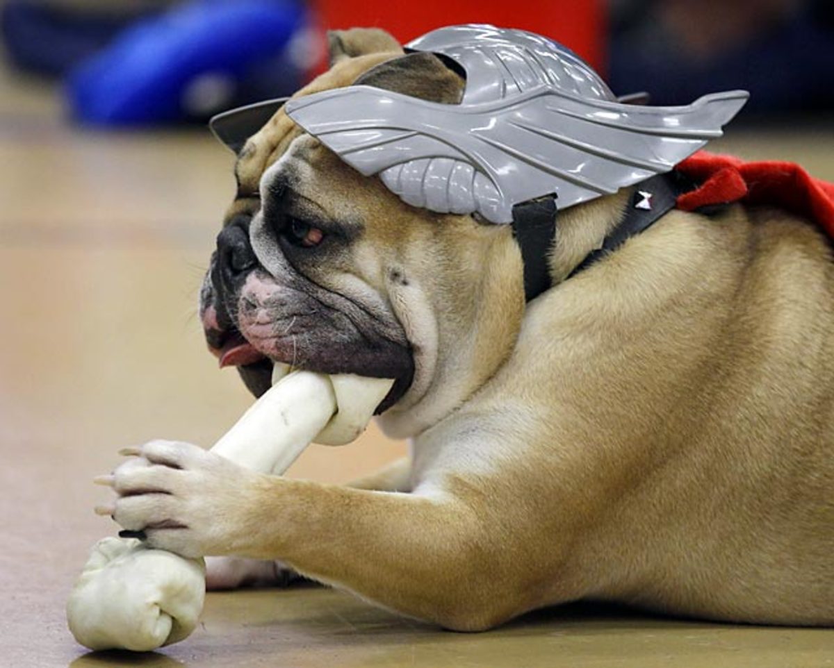 33rd Annual Beautiful Bulldog Contest - Sports Illustrated