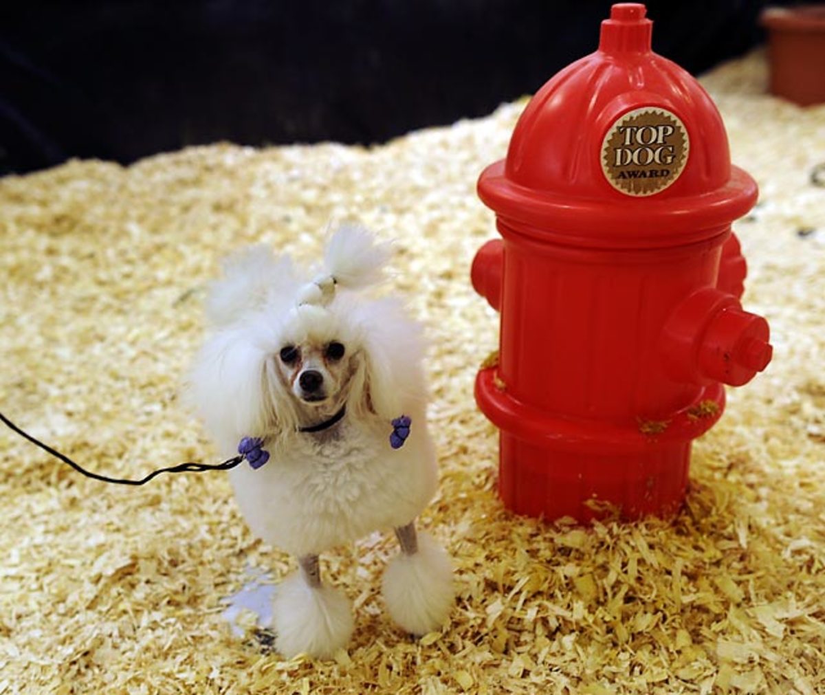 Hotel For Dogs Romeo