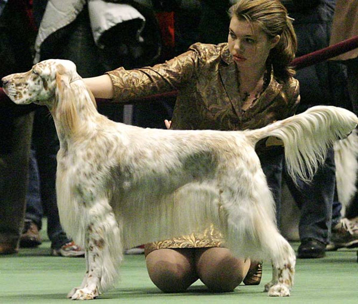 2007 Westminster Dog Show: Day 2 - Sports Illustrated