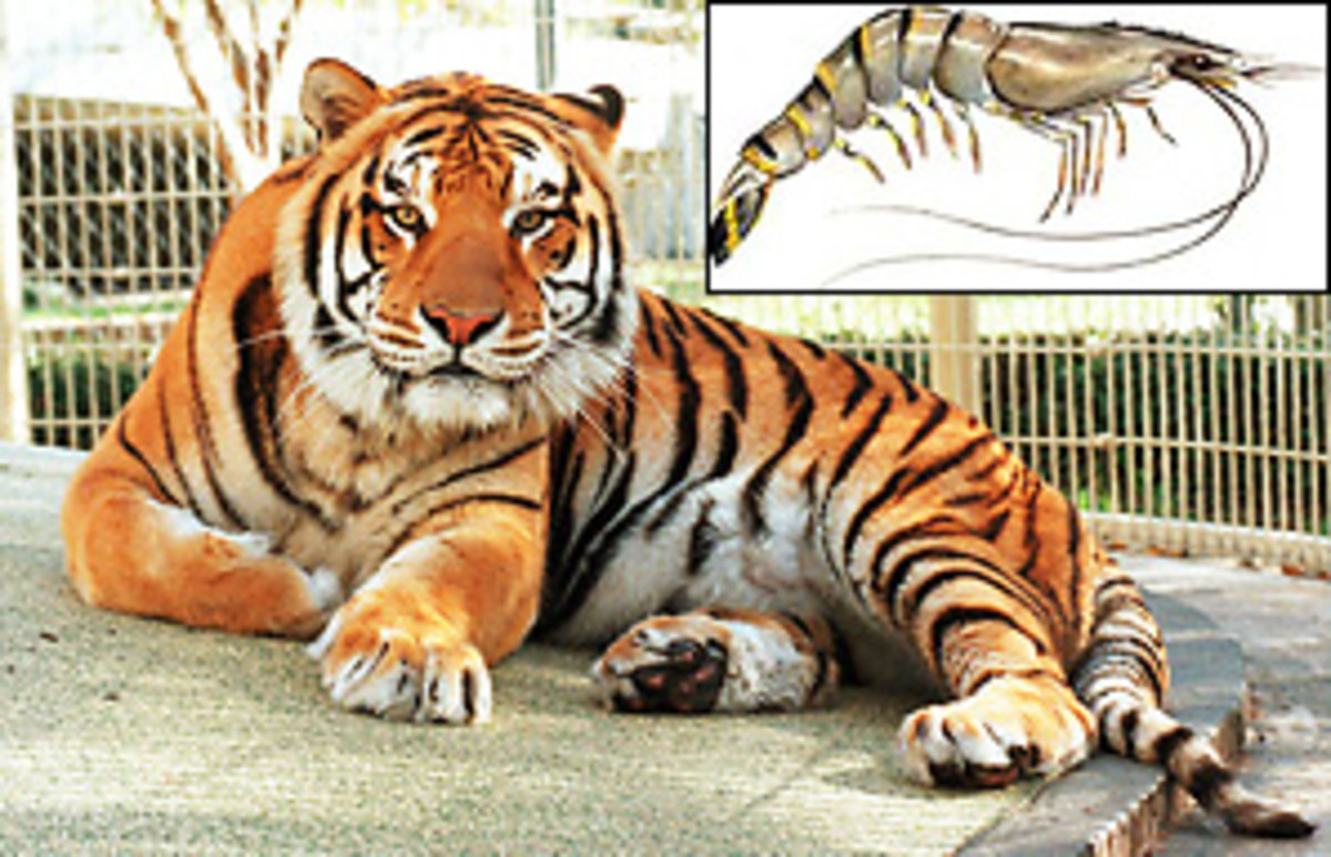 An LSU recruiting fable - Sports Illustrated